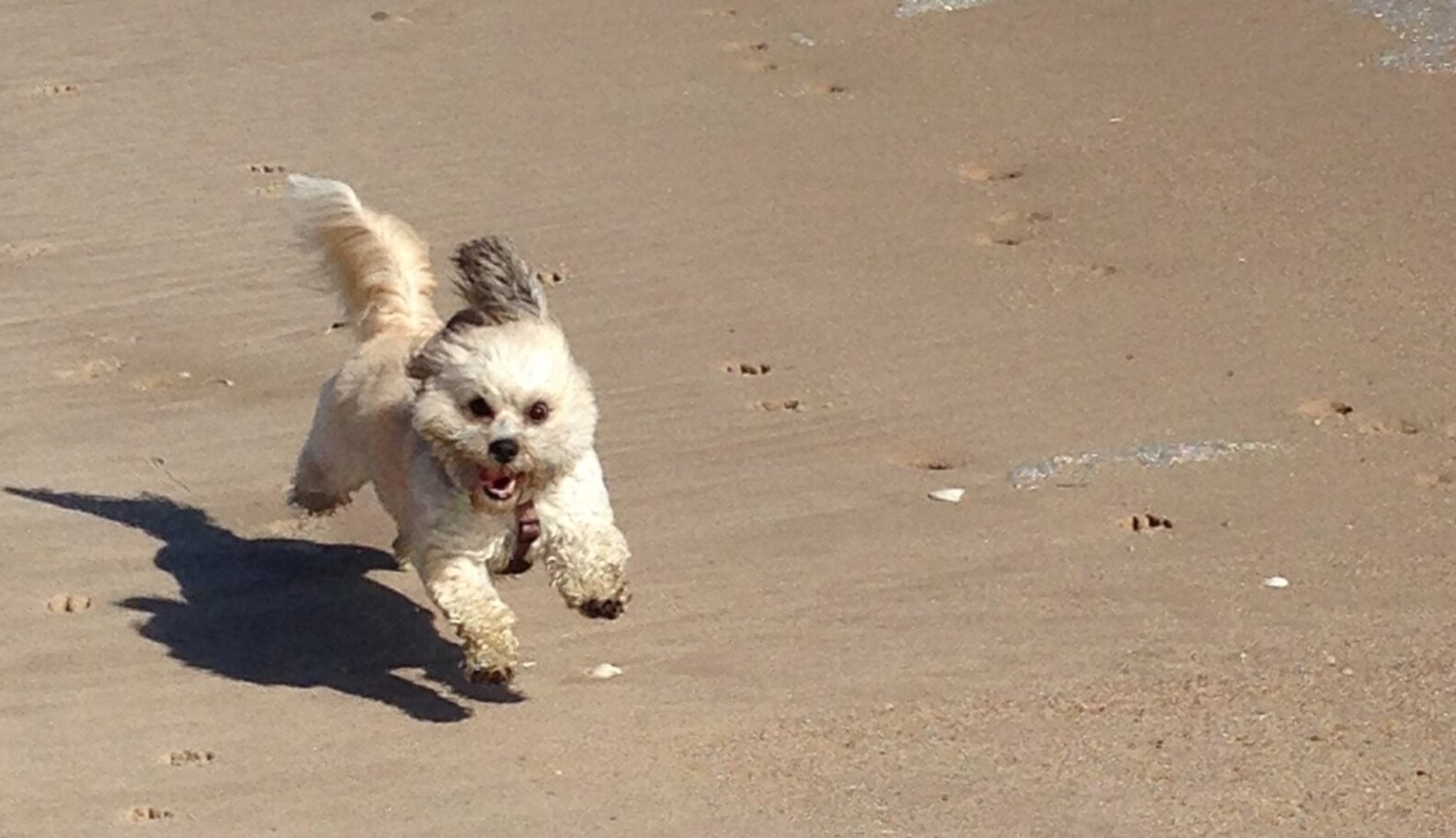 12 Dogs Experiencing The Beach For The First Time Ever - The Dodo