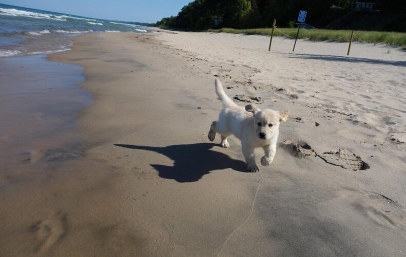 12 Dogs Experiencing The Beach For The First Time Ever - The Dodo