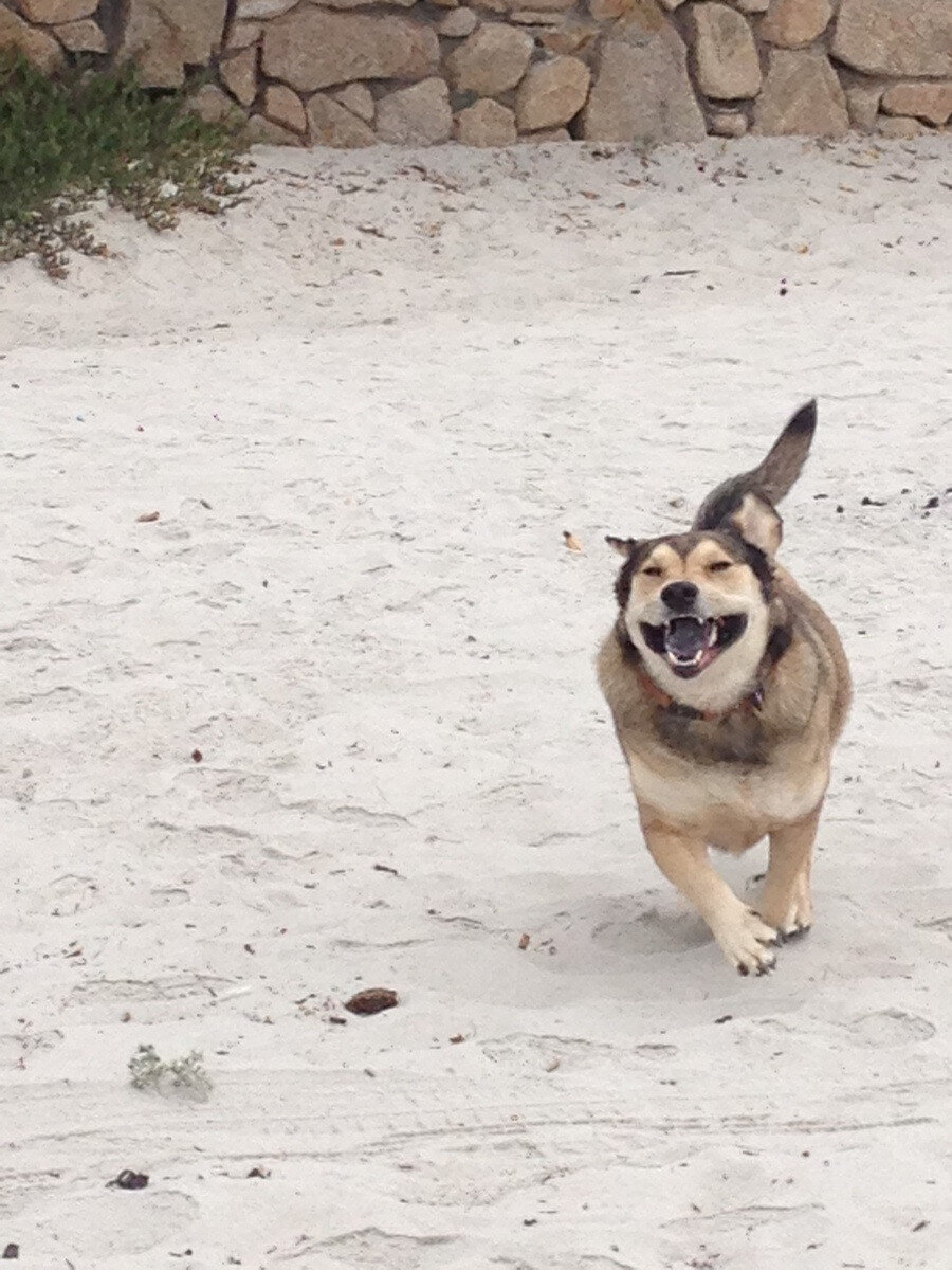 12 Dogs Experiencing The Beach For The First Time Ever - The Dodo