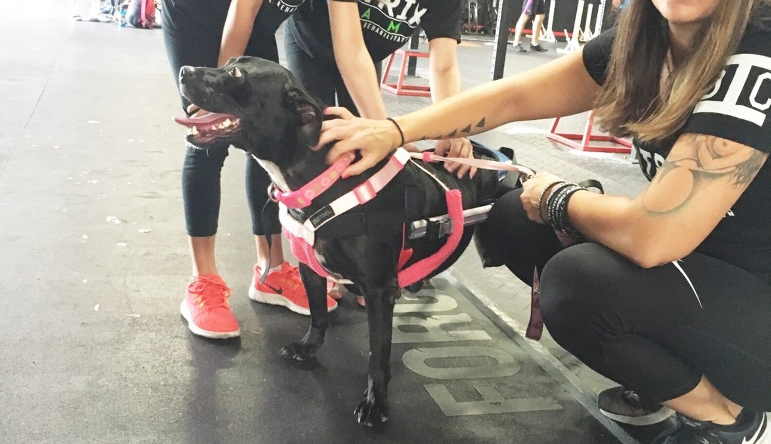Dog Who Lost Her Legs Helps People Just Like Her - The Dodo