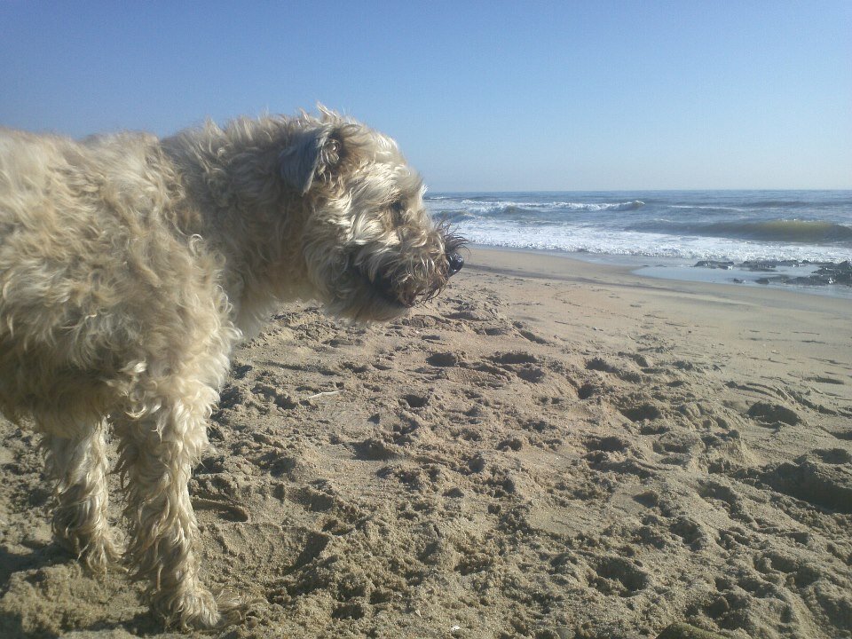 12 Dogs Experiencing The Beach For The First Time Ever - The Dodo