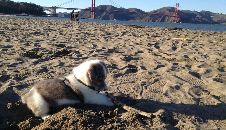 12 Dogs Experiencing The Beach For The First Time Ever - The Dodo