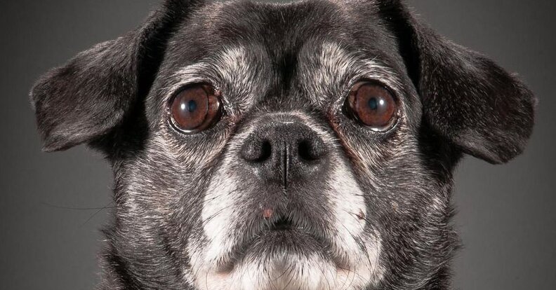 Photographer Captures the Old-Soul Beauty of Senior Dogs - The Dodo