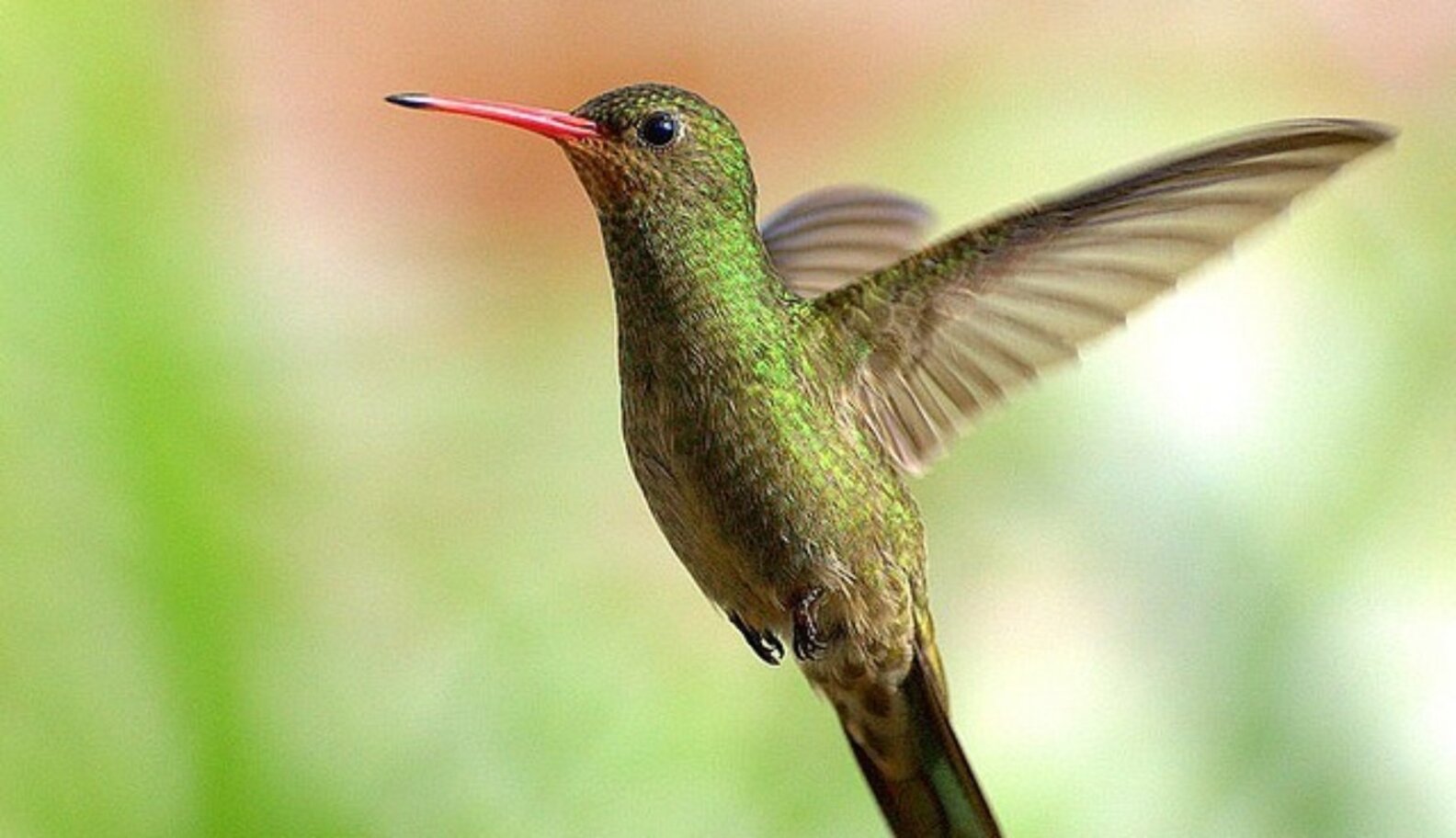 How To Hand-Feed A Hummingbird - The Dodo