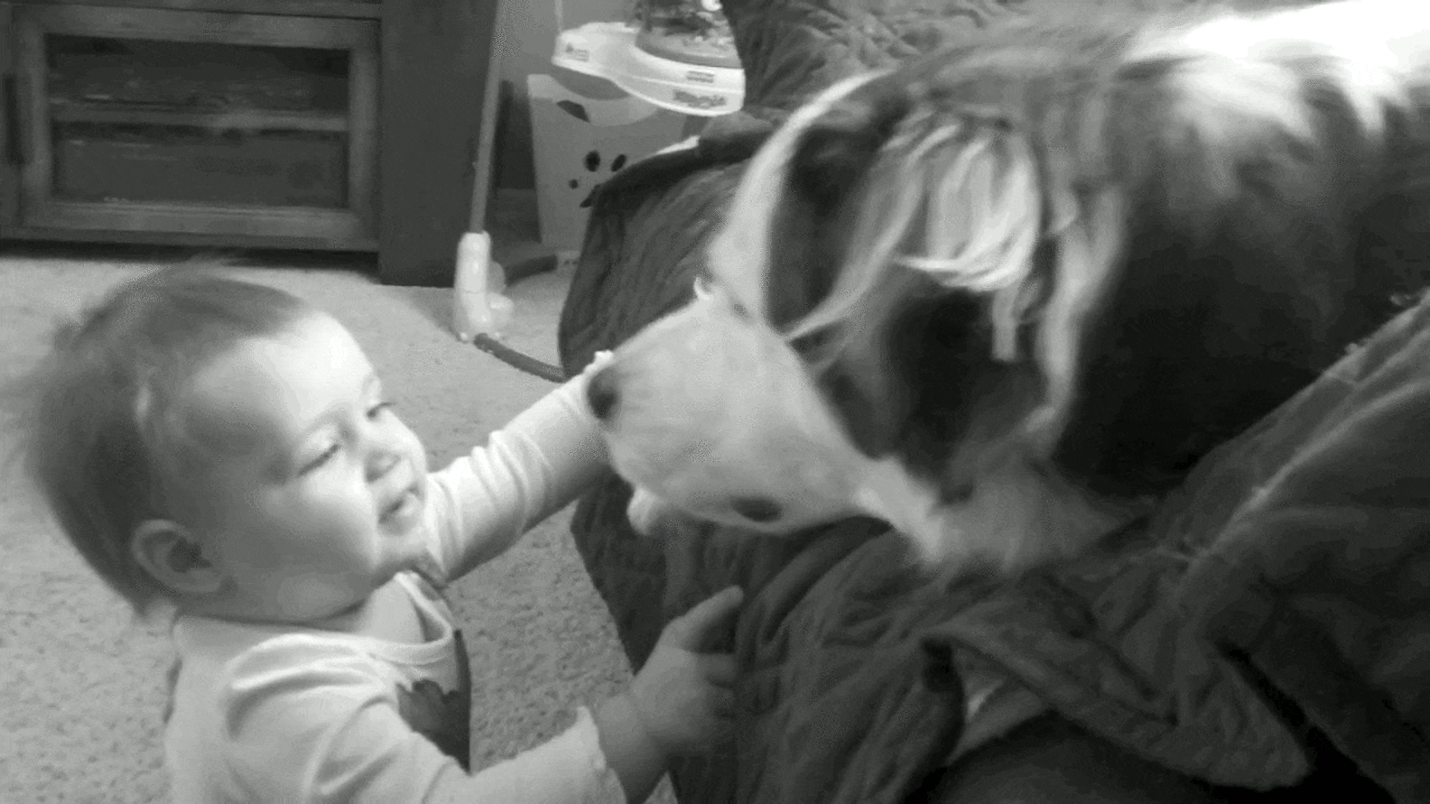 Dog People Are Better Than Cat People. Here's Why. - The Dodo