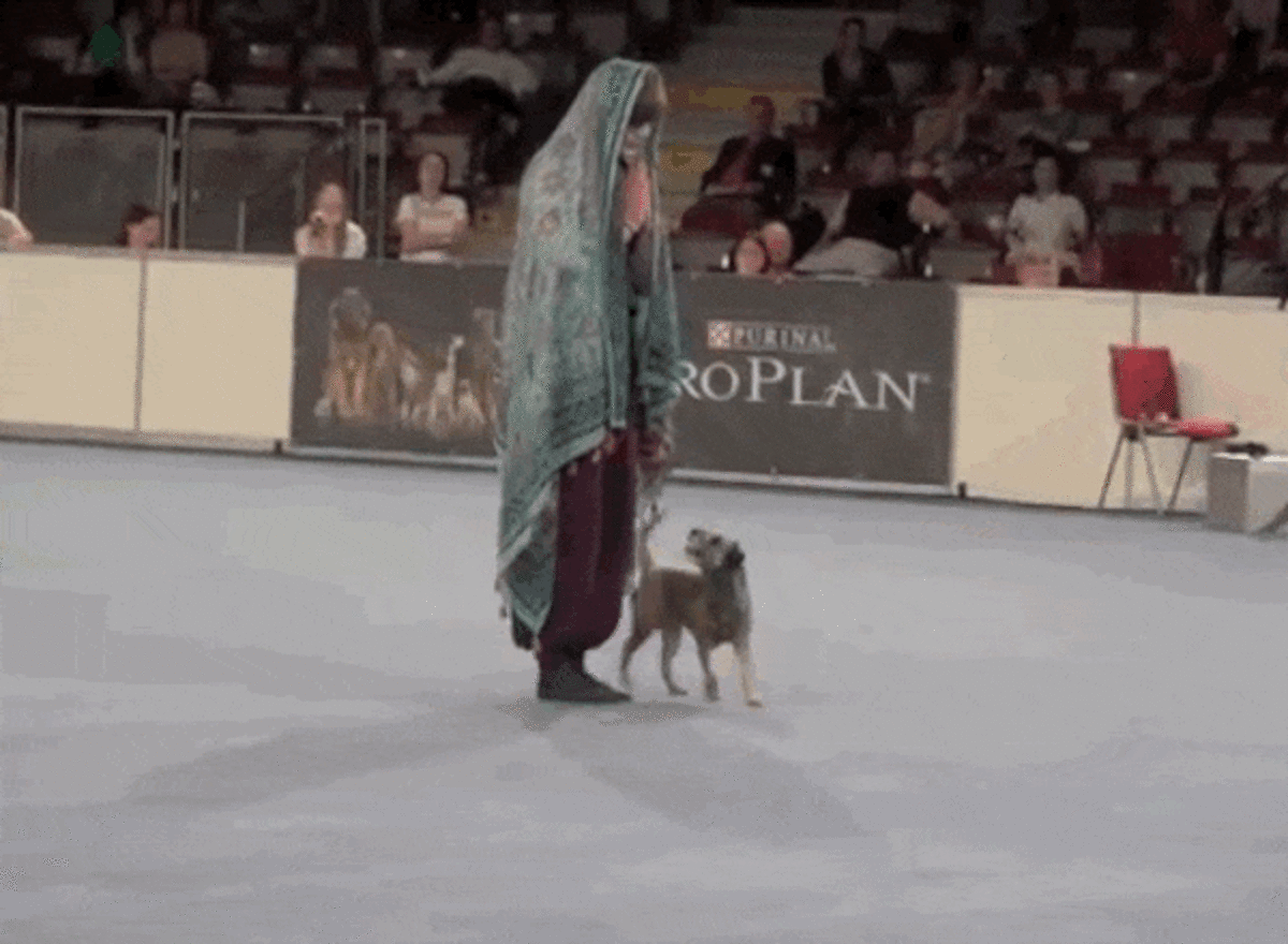 Dog People Are Better Than Cat People. Here's Why. - The Dodo