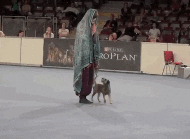 Dog People Are Better Than Cat People. Here's Why. - The Dodo