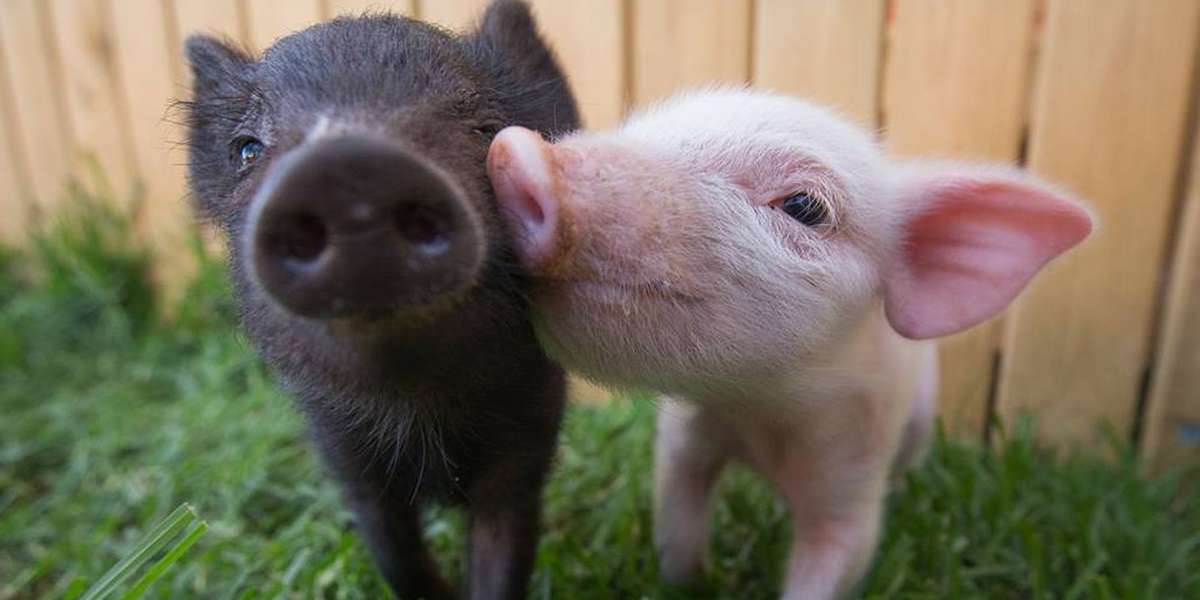 Piglets Romp Through Sanctuary, Become The Best Of Friends - The Dodo