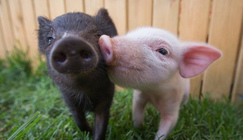 Piglets Romp Through Sanctuary, Become The Best Of Friends - The Dodo