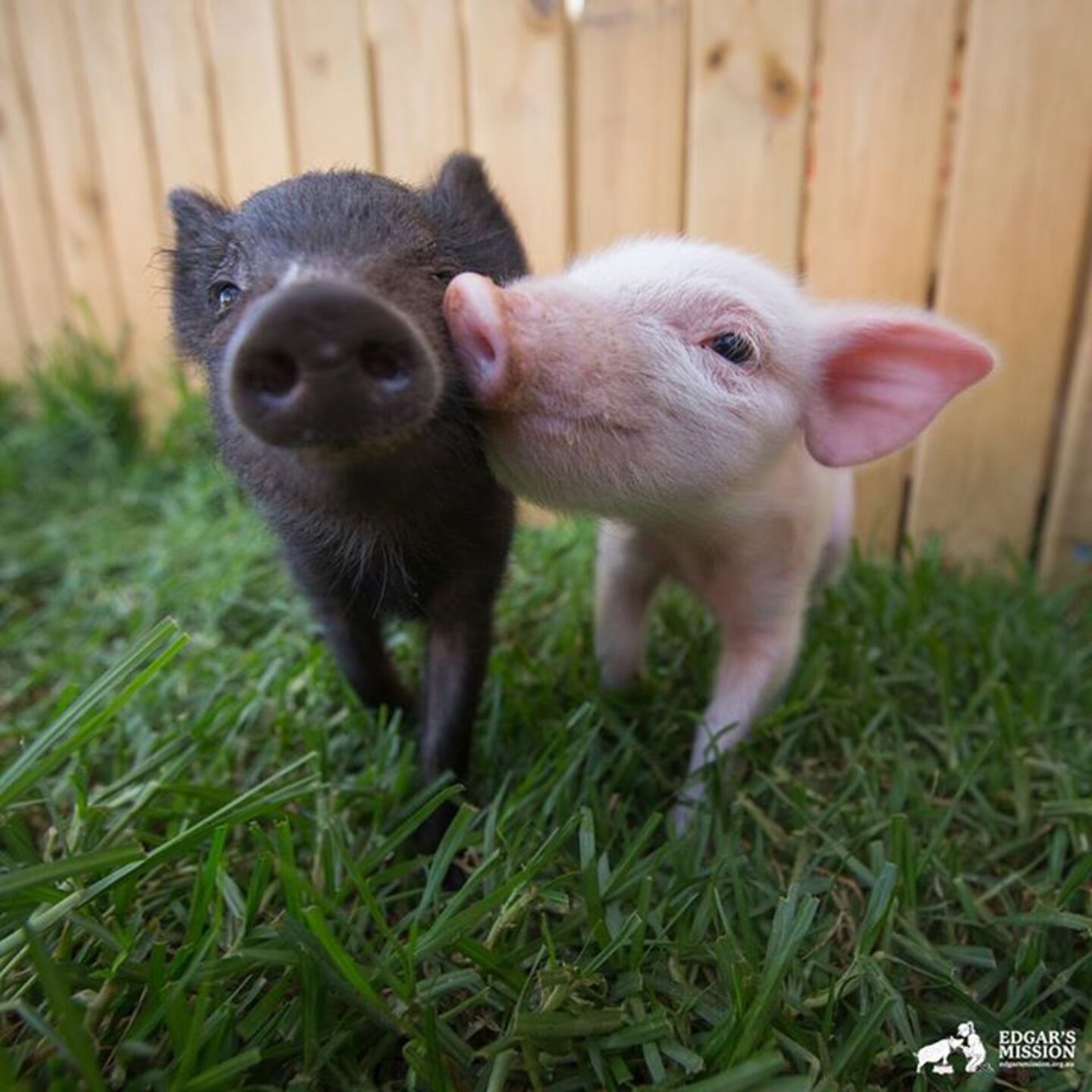 Piglets Romp Through Sanctuary, Become The Best Of Friends - The Dodo