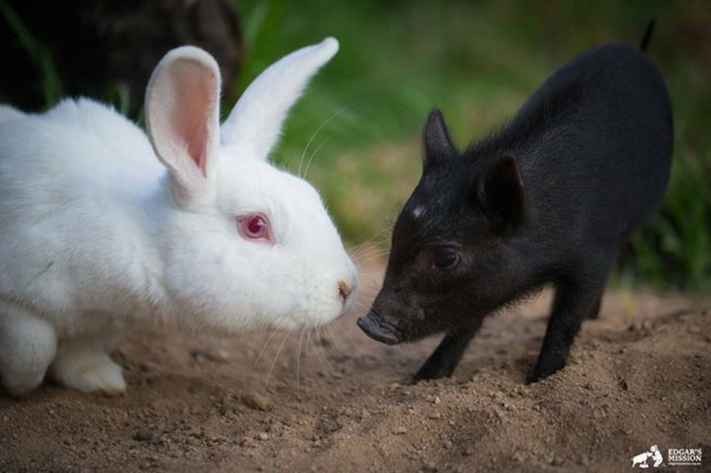 Piglets Romp Through Sanctuary, Become The Best Of Friends - The Dodo