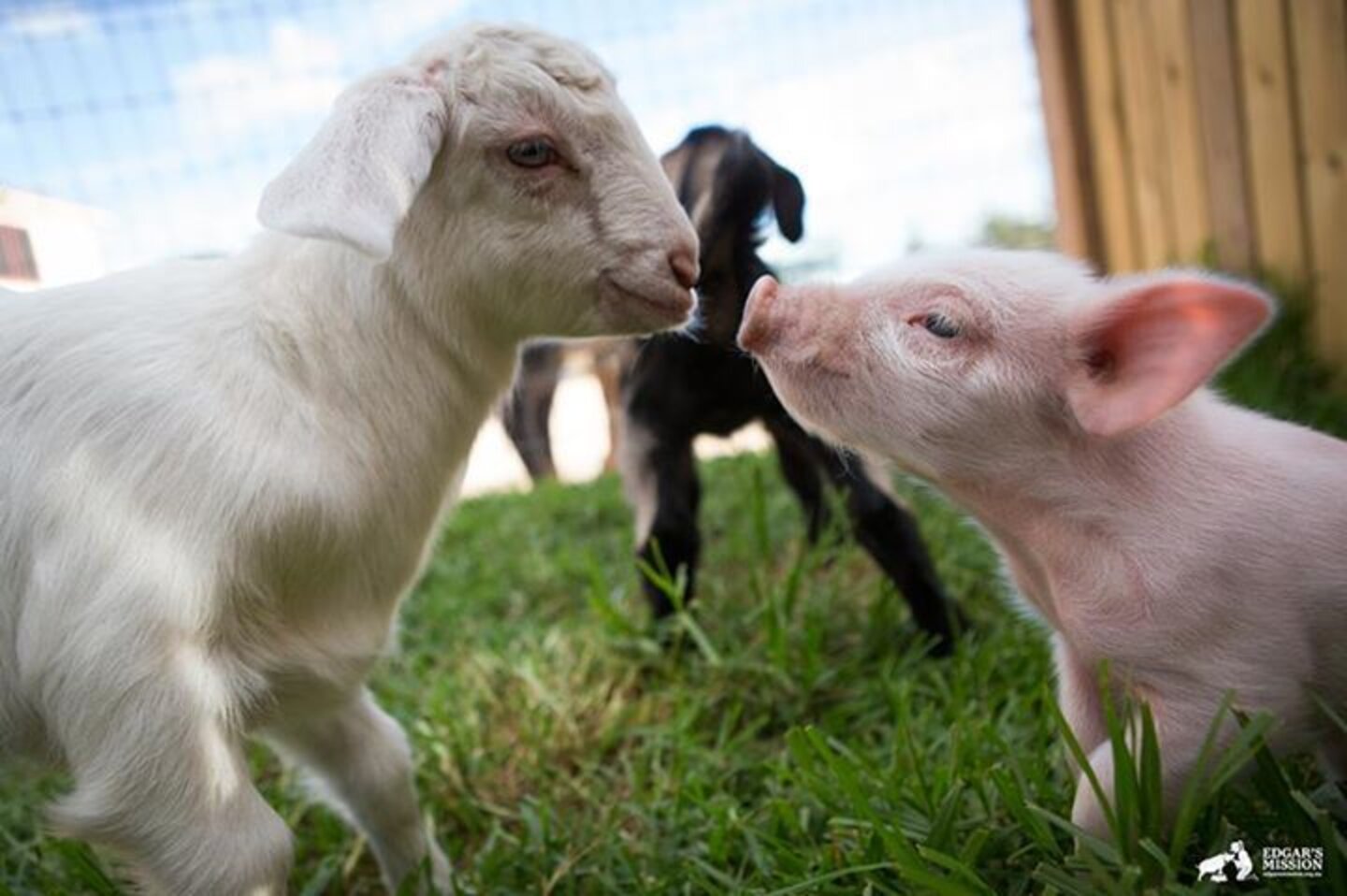 Piglets Romp Through Sanctuary, Become The Best Of Friends - The Dodo