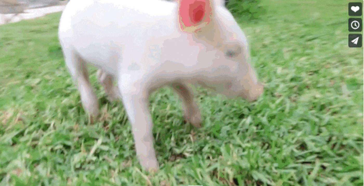 Piglets Romp Through Sanctuary, Become The Best Of Friends - The Dodo