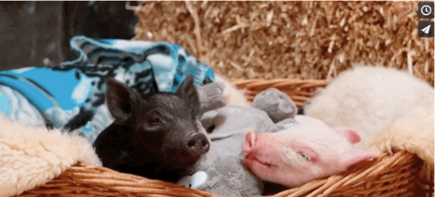 Piglets Romp Through Sanctuary, Become The Best Of Friends - The Dodo