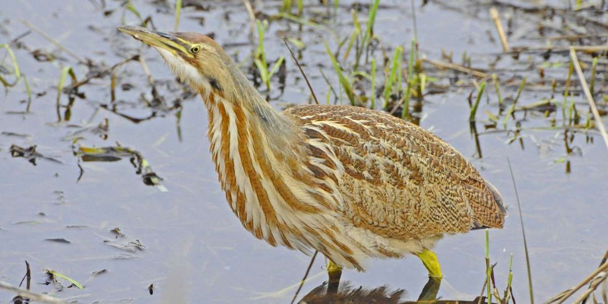 Here Are 11 Of The Hundreds Of Wetlands Animals Who Can Now Live In ...