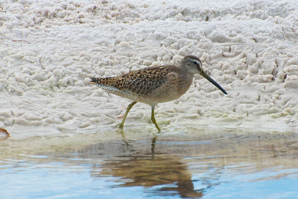 Here Are 11 Of The Hundreds Of Wetlands Animals Who Can Now Live In ...
