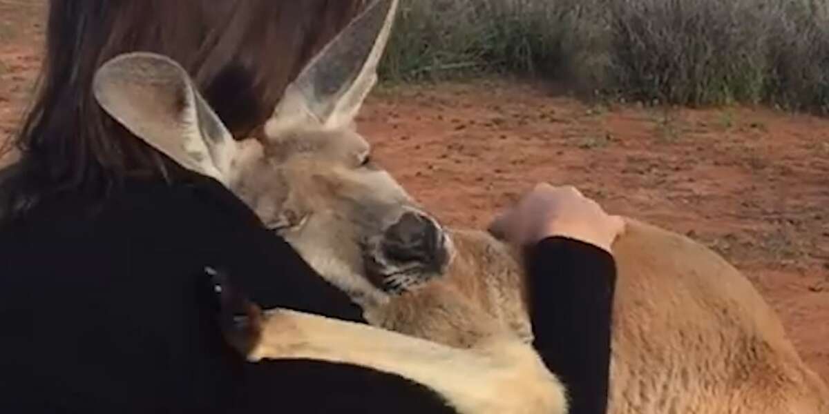 Kangaroo Loves To Hug Her New Best Friend - The Dodo