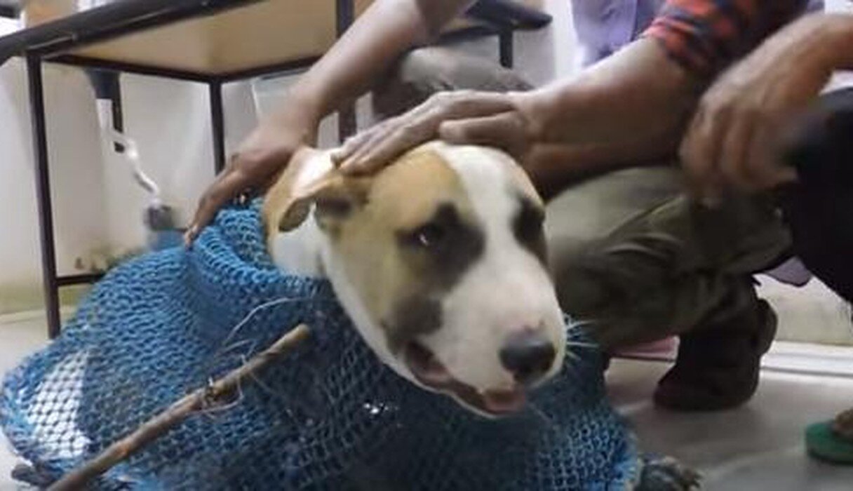 Dog Trapped In Wire So Tight His Head Swelled To Twice Its Size - The Dodo
