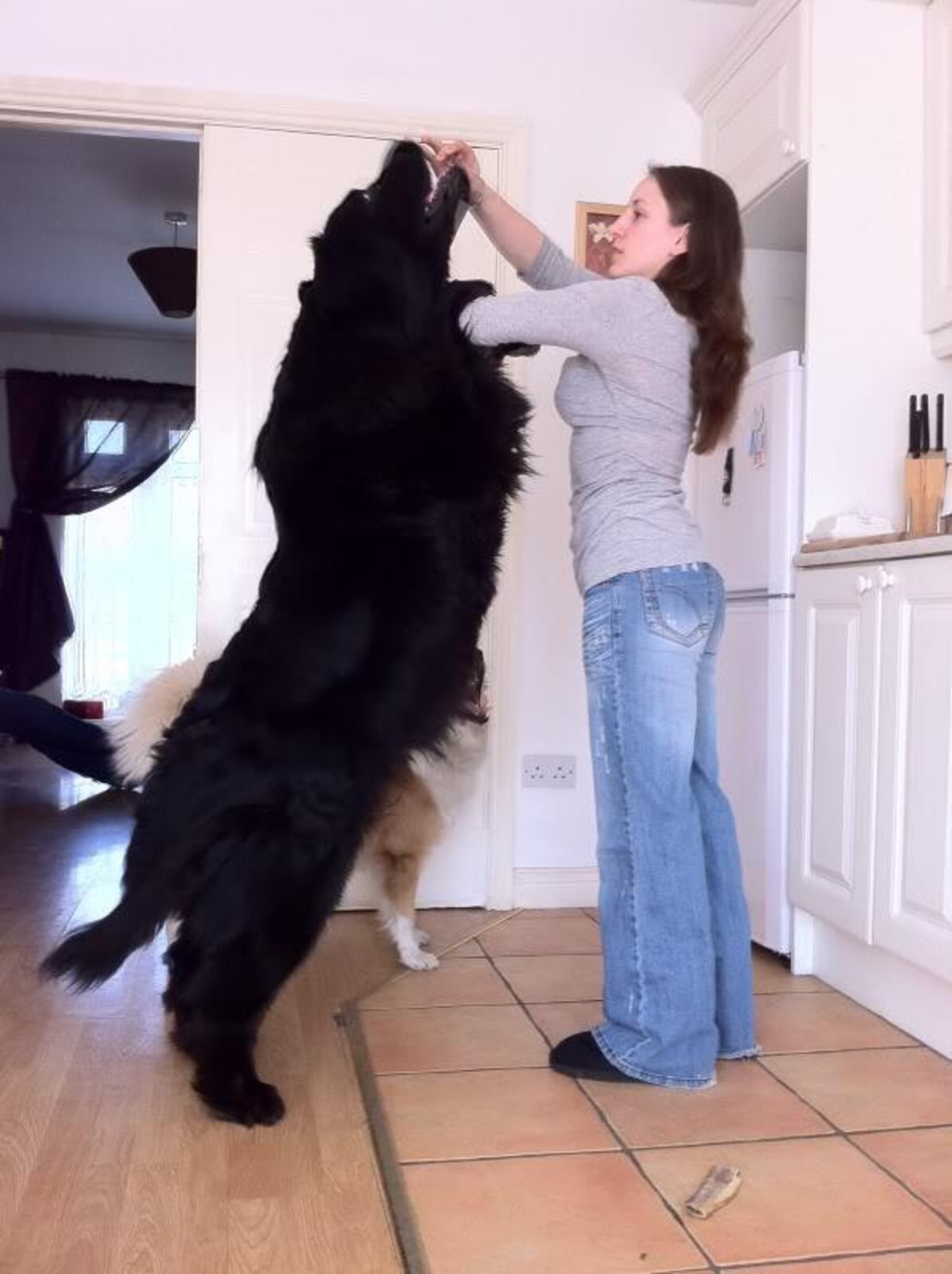 Dogs Who Are Bigger Than Their People. Much Bigger. - The Dodo
