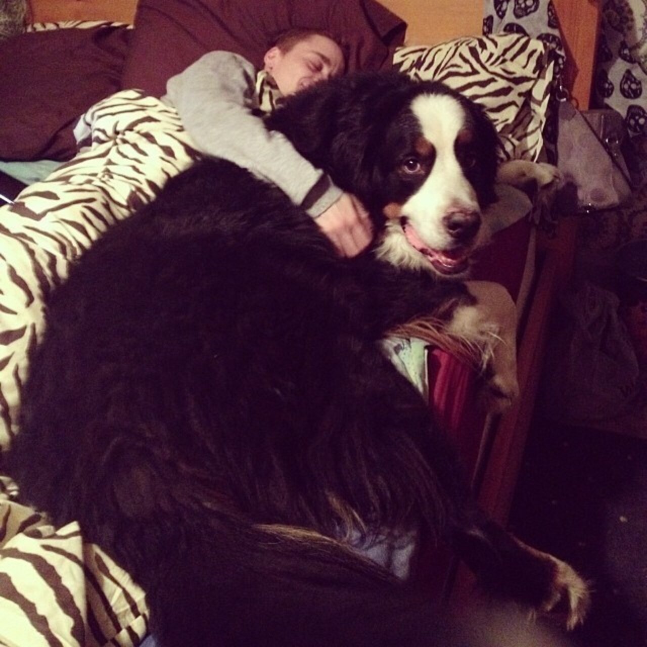 Dogs Who Are Bigger Than Their People. Much Bigger. - The Dodo
