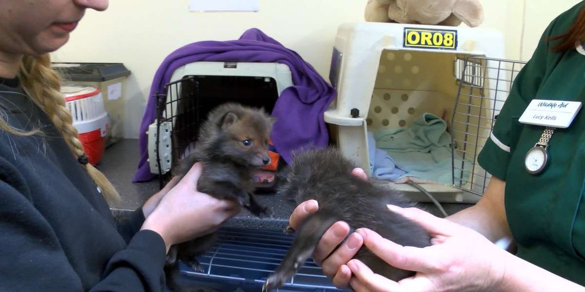 Fox Orphans Start As Bickering Bedmates, Become Baby Besties - The Dodo