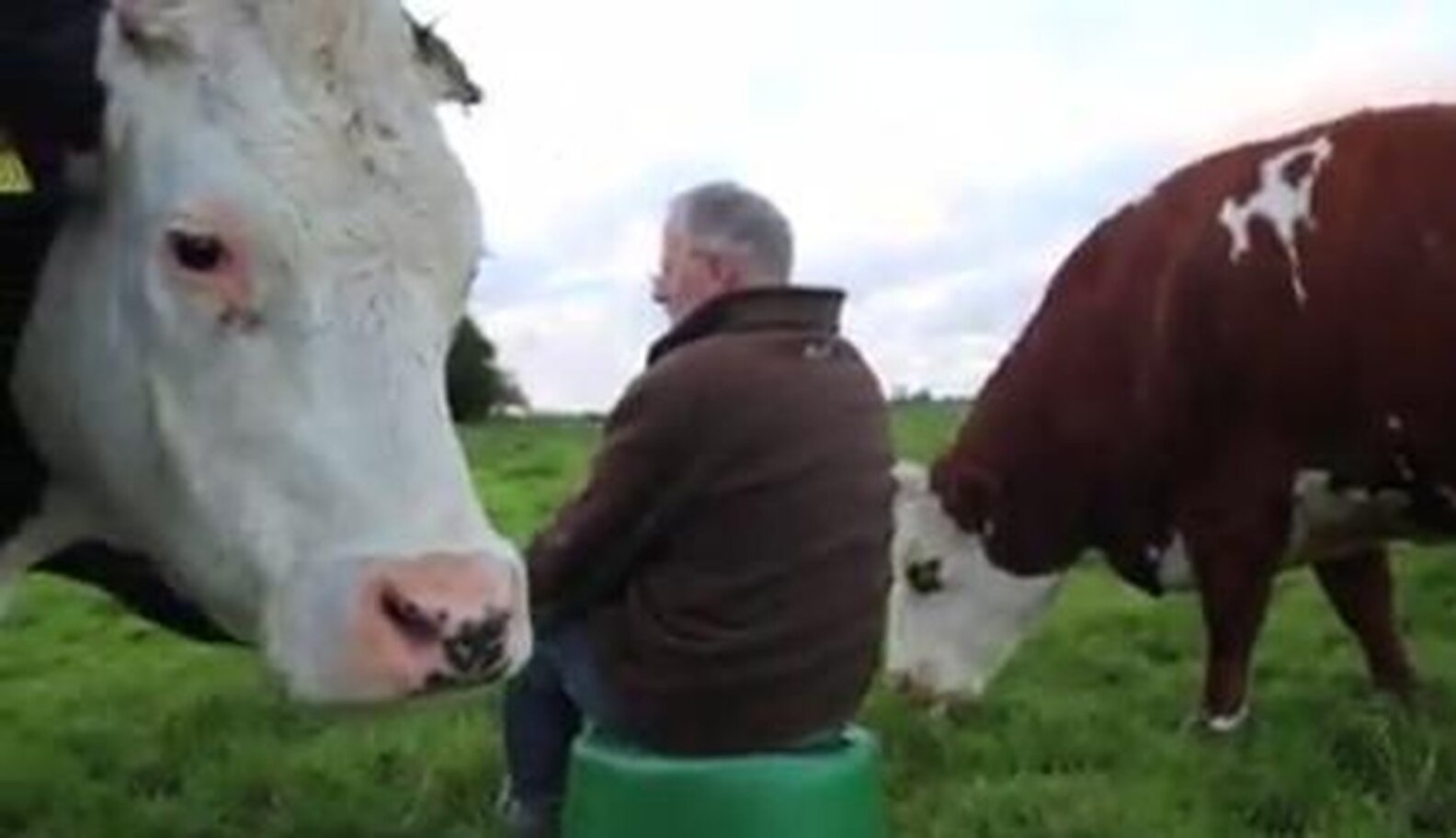 Cow Goes Ahead And Gives Man A Full Grooming - The Dodo