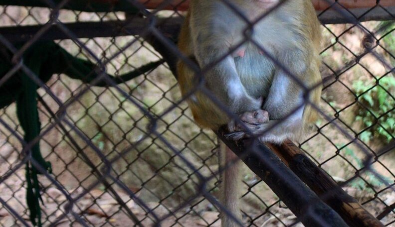 Monkey Who Spent 7 Years In Cage Now Has Her Very Own 'Palace' - The Dodo