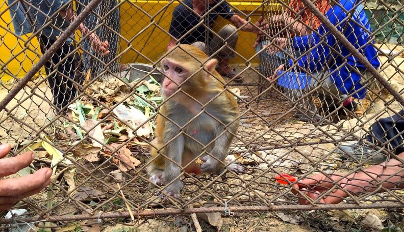 Monkey Who Spent 7 Years In Cage Now Has Her Very Own 'Palace' - The Dodo