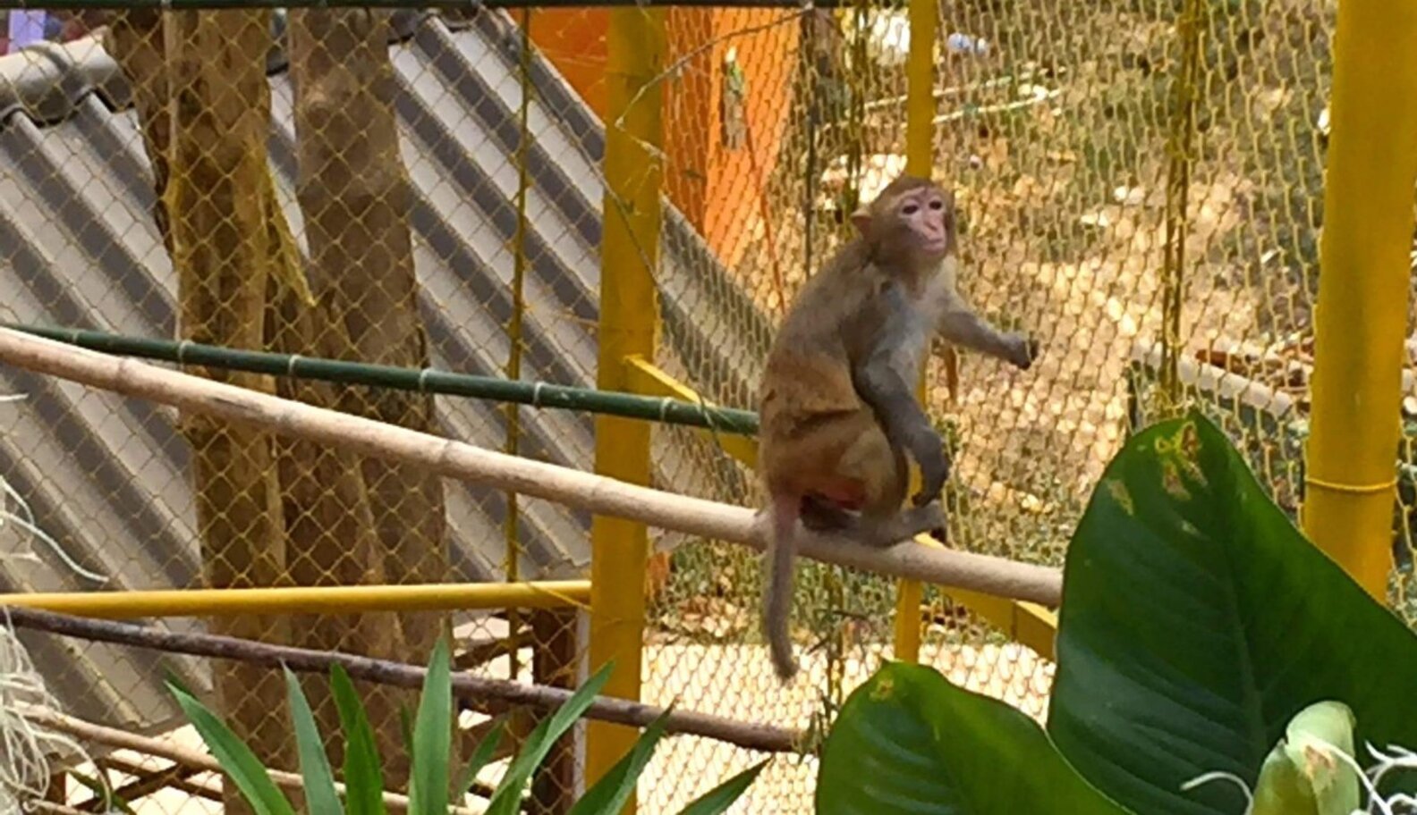 Monkey Who Spent 7 Years In Cage Now Has Her Very Own 'Palace' - The Dodo