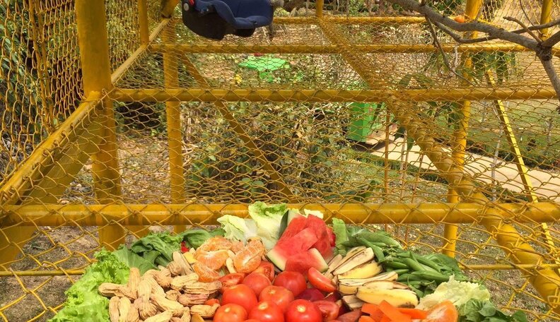 Monkey Who Spent 7 Years In Cage Now Has Her Very Own 'Palace' - The Dodo