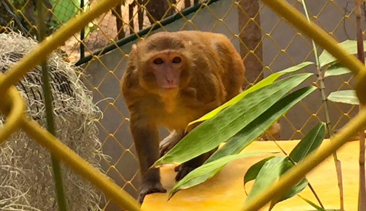 Monkey Who Spent 7 Years In Cage Now Has Her Very Own 'Palace' - The Dodo
