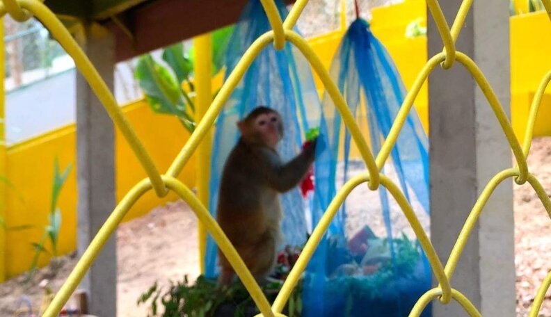 Monkey Who Spent 7 Years In Cage Now Has Her Very Own 'Palace' - The Dodo