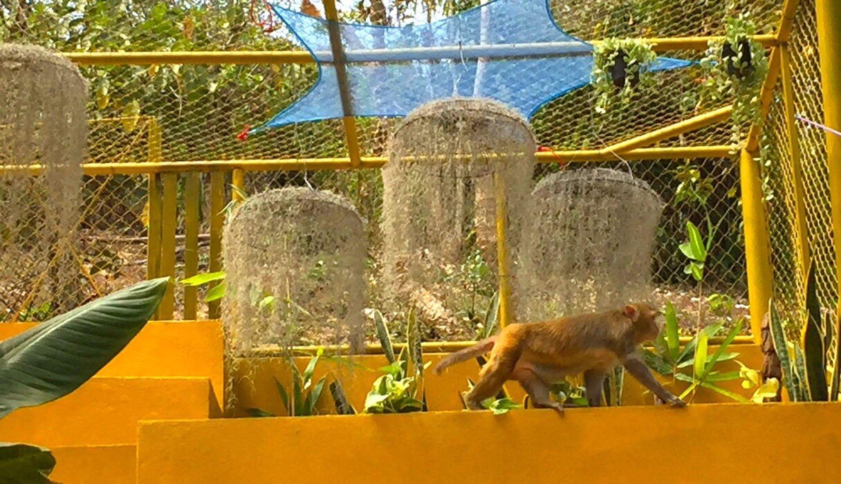 Monkey Who Spent 7 Years In Cage Now Has Her Very Own 'Palace' - The Dodo