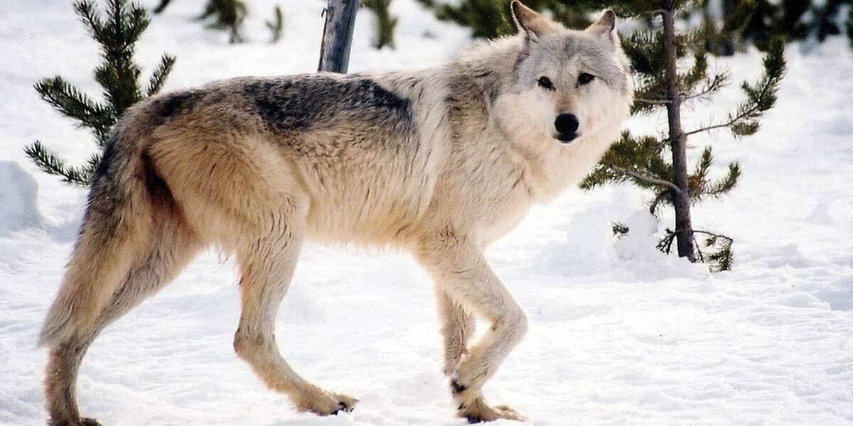 We Should Thank--Not Hate--Wolves - The Dodo