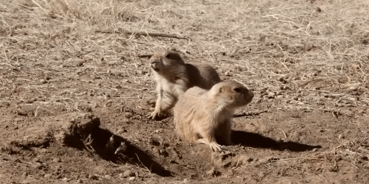 12 Prairie Dogs Talking To Their Friends By Screaming Into The Abyss ...