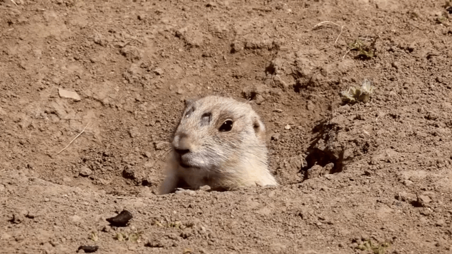 12 Prairie Dogs Talking To Their Friends By Screaming Into The Abyss ...