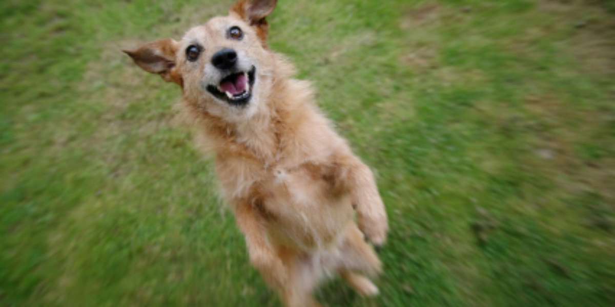 10 Of The Biggest Animal Protection Victories Of 2014 - The Dodo