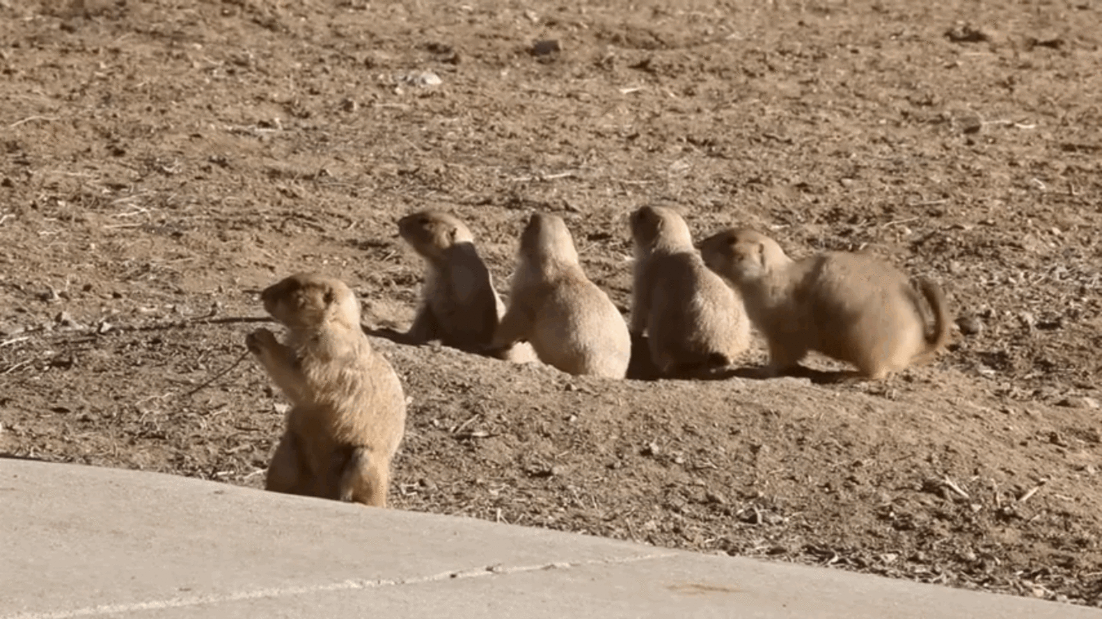 12 Prairie Dogs Talking To Their Friends By Screaming Into The Abyss ...