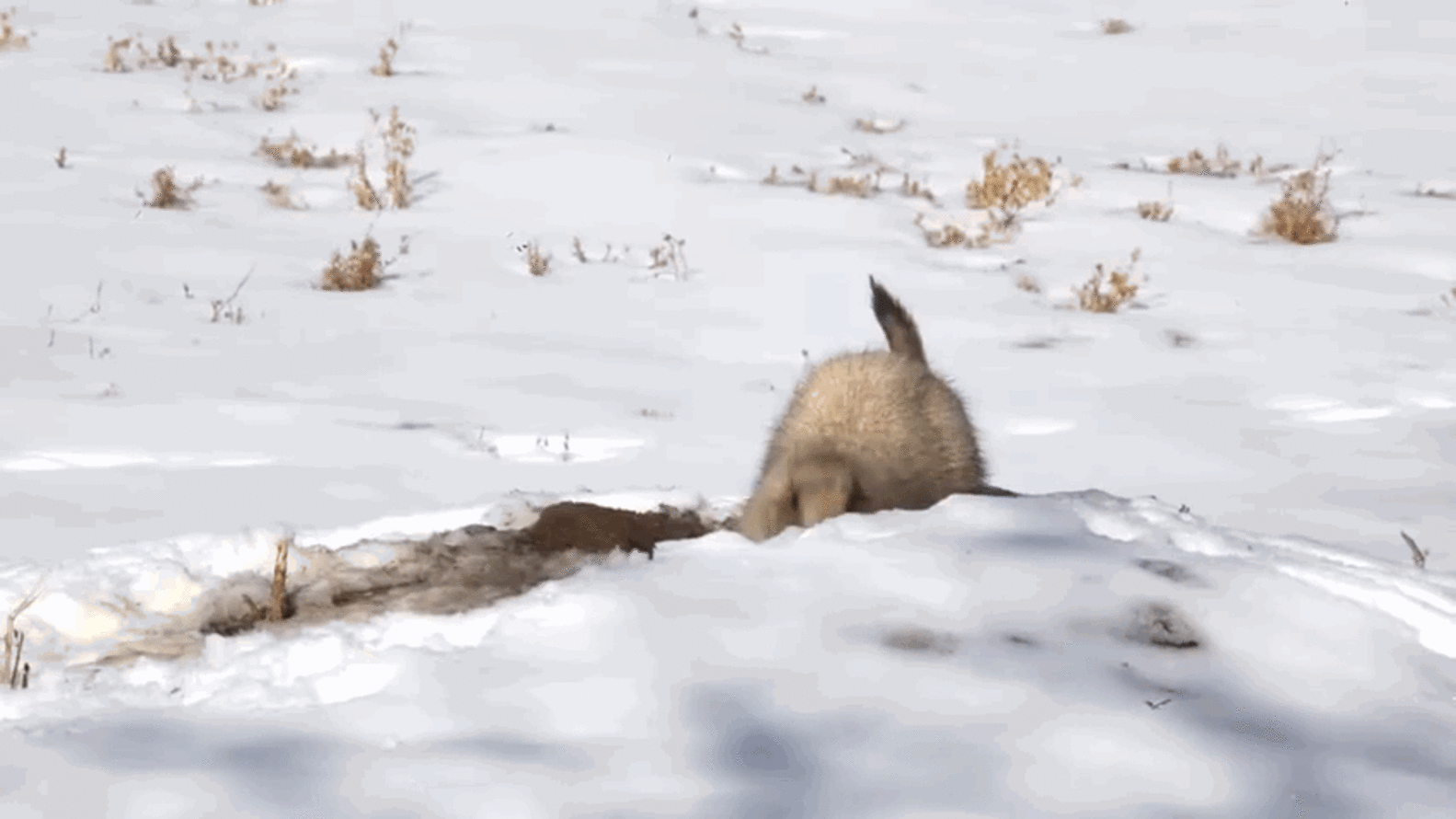 12 Prairie Dogs Talking To Their Friends By Screaming Into The Abyss ...