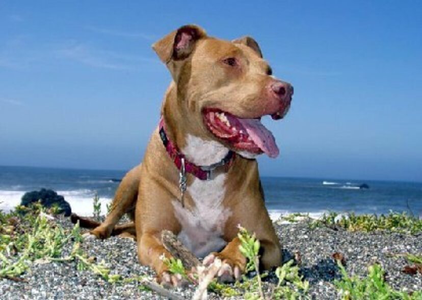 10 Of The Biggest Animal Protection Victories Of 2014 - The Dodo