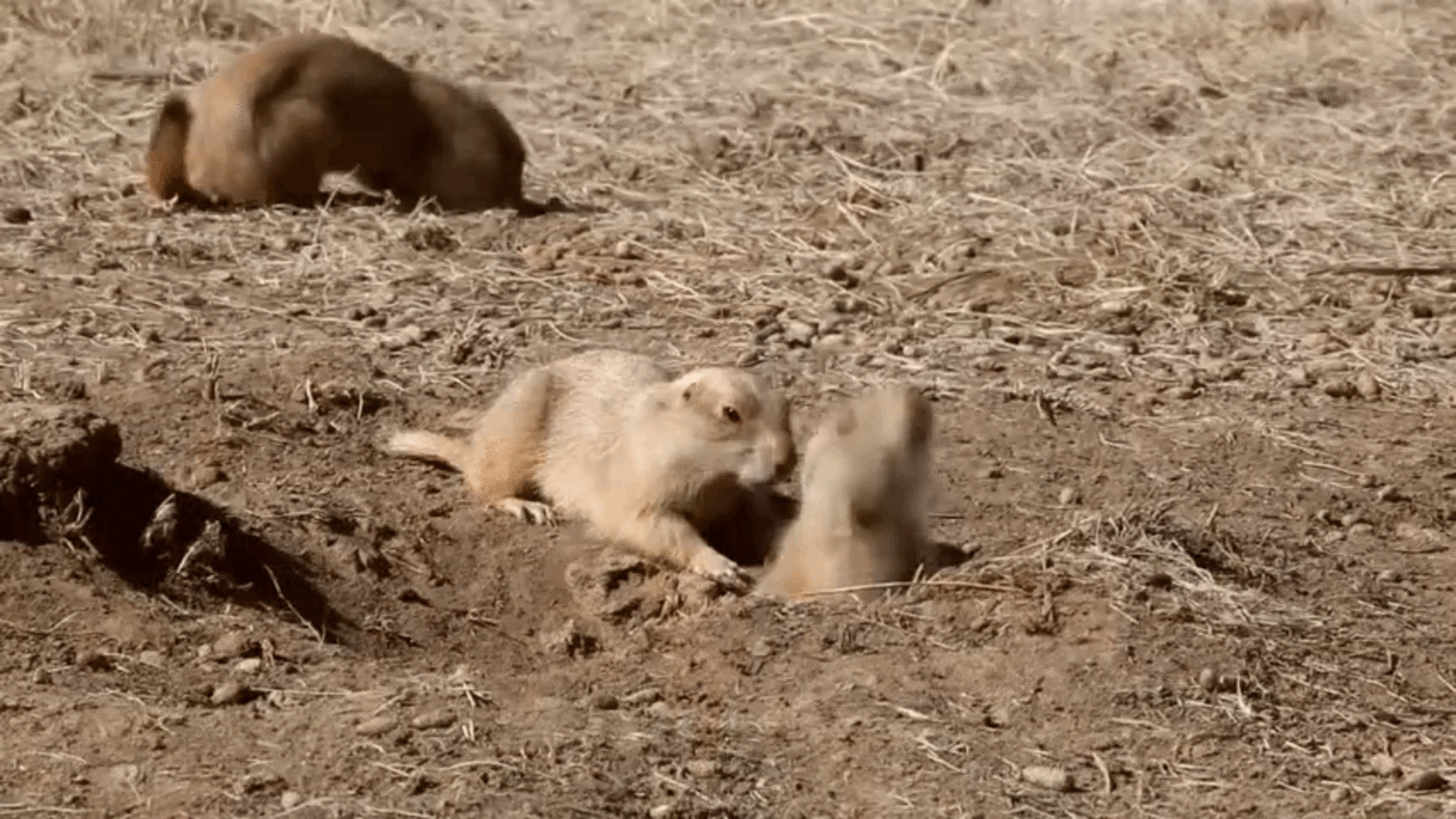 12 Prairie Dogs Talking To Their Friends By Screaming Into The Abyss ...