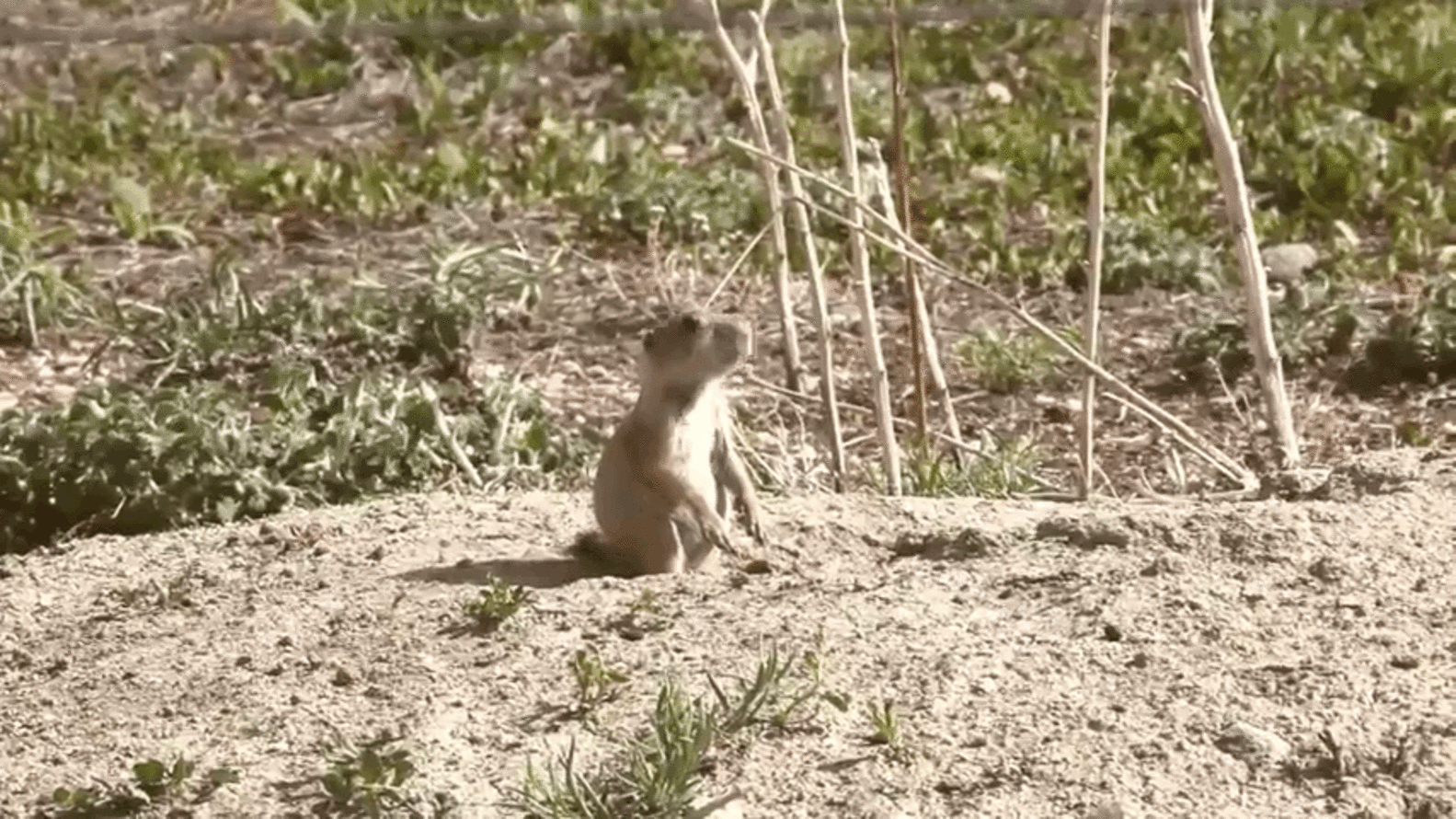 12 Prairie Dogs Talking To Their Friends By Screaming Into The Abyss ...