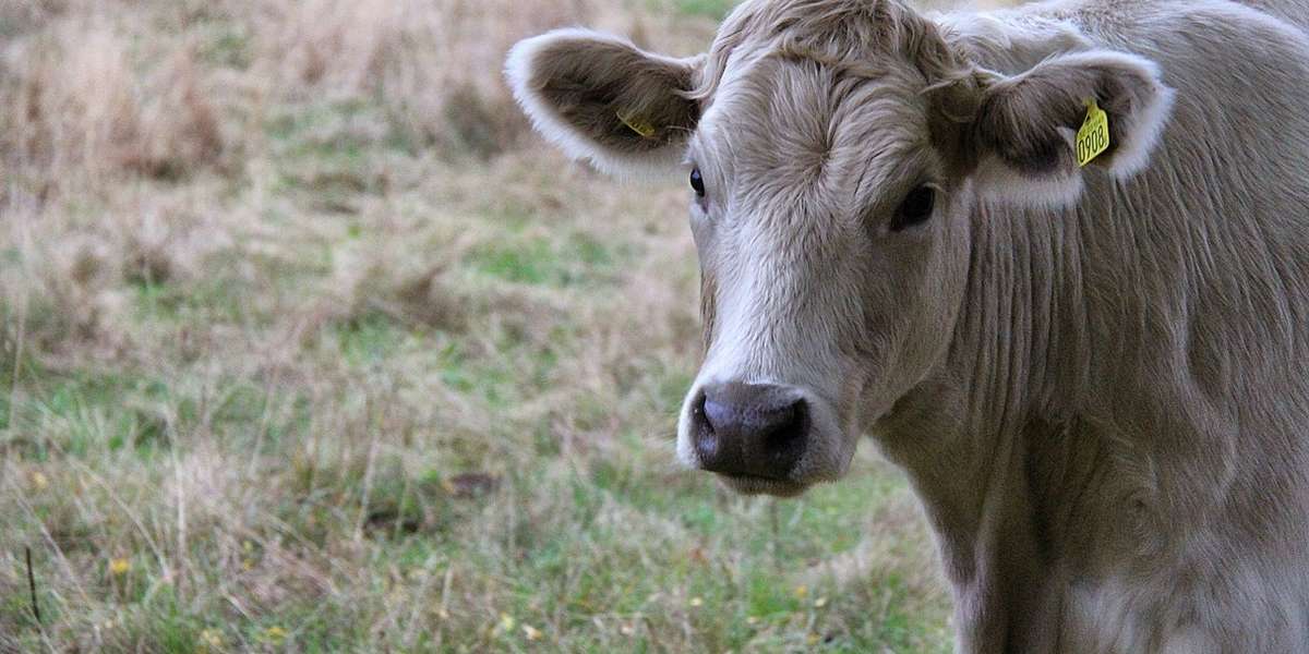 'Cows Aren't Animals' Bill Is Seriously Not A Joke - The Dodo