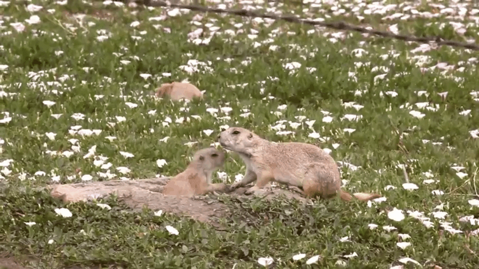 12 Prairie Dogs Talking To Their Friends By Screaming Into The Abyss ...
