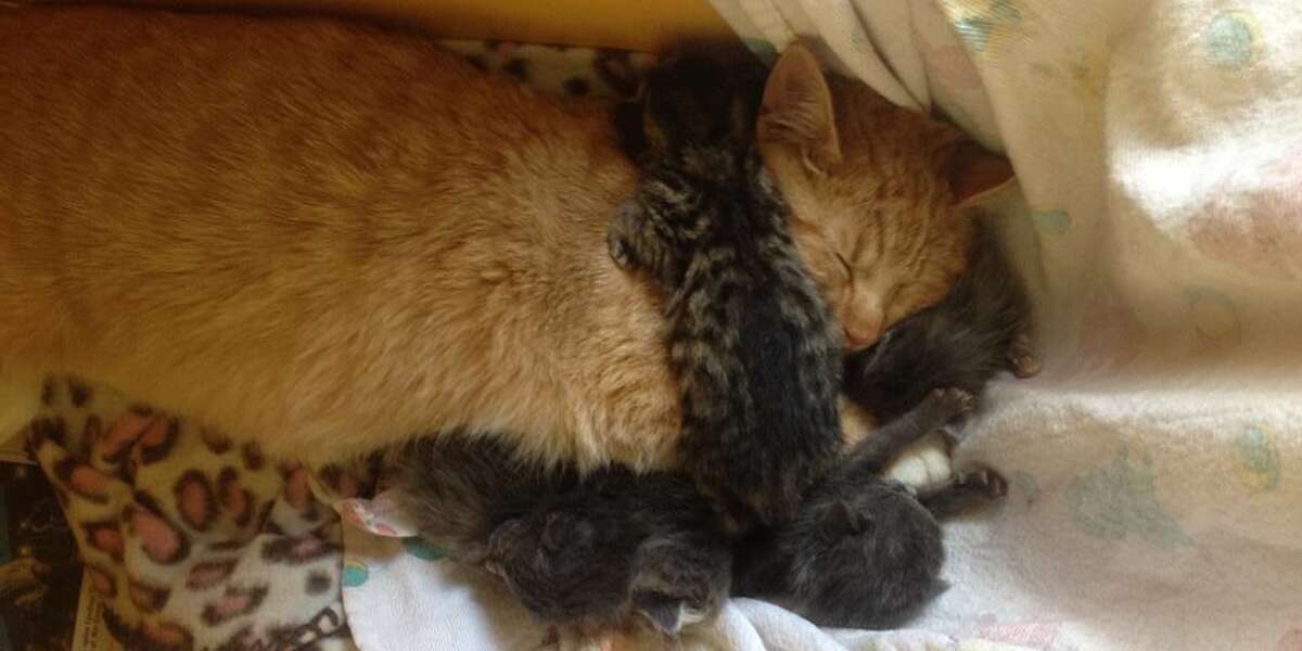 Male Cat Is Proud New Daddy Of Orphaned Kittens - The Dodo