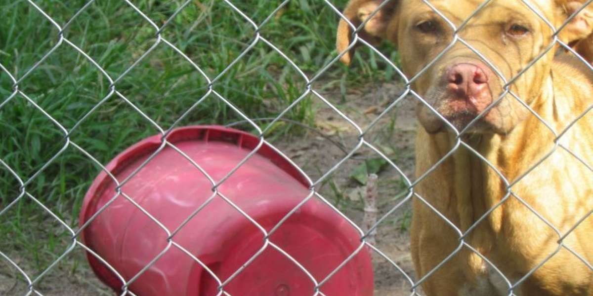 Woman Spends 2 Years Trying To Save Dog Trapped In Backyard - The Dodo