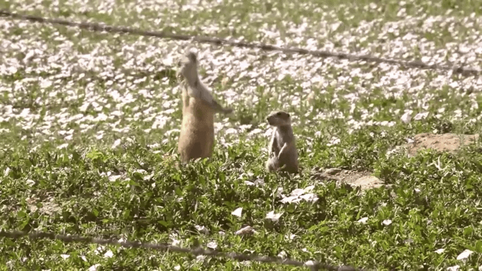 12 Prairie Dogs Talking To Their Friends By Screaming Into The Abyss ...
