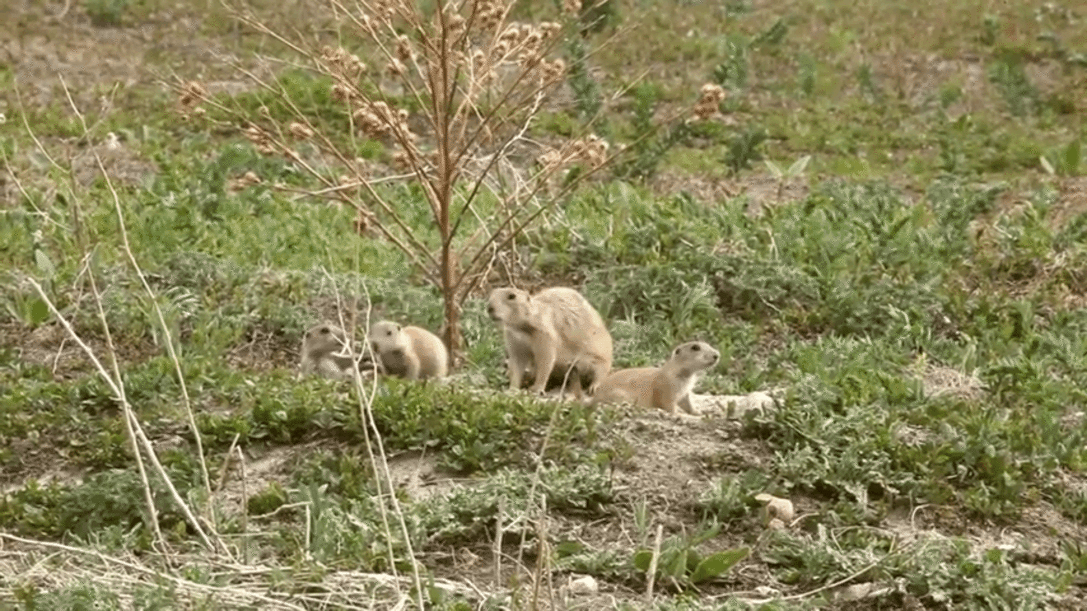 12 Prairie Dogs Talking To Their Friends By Screaming Into The Abyss ...