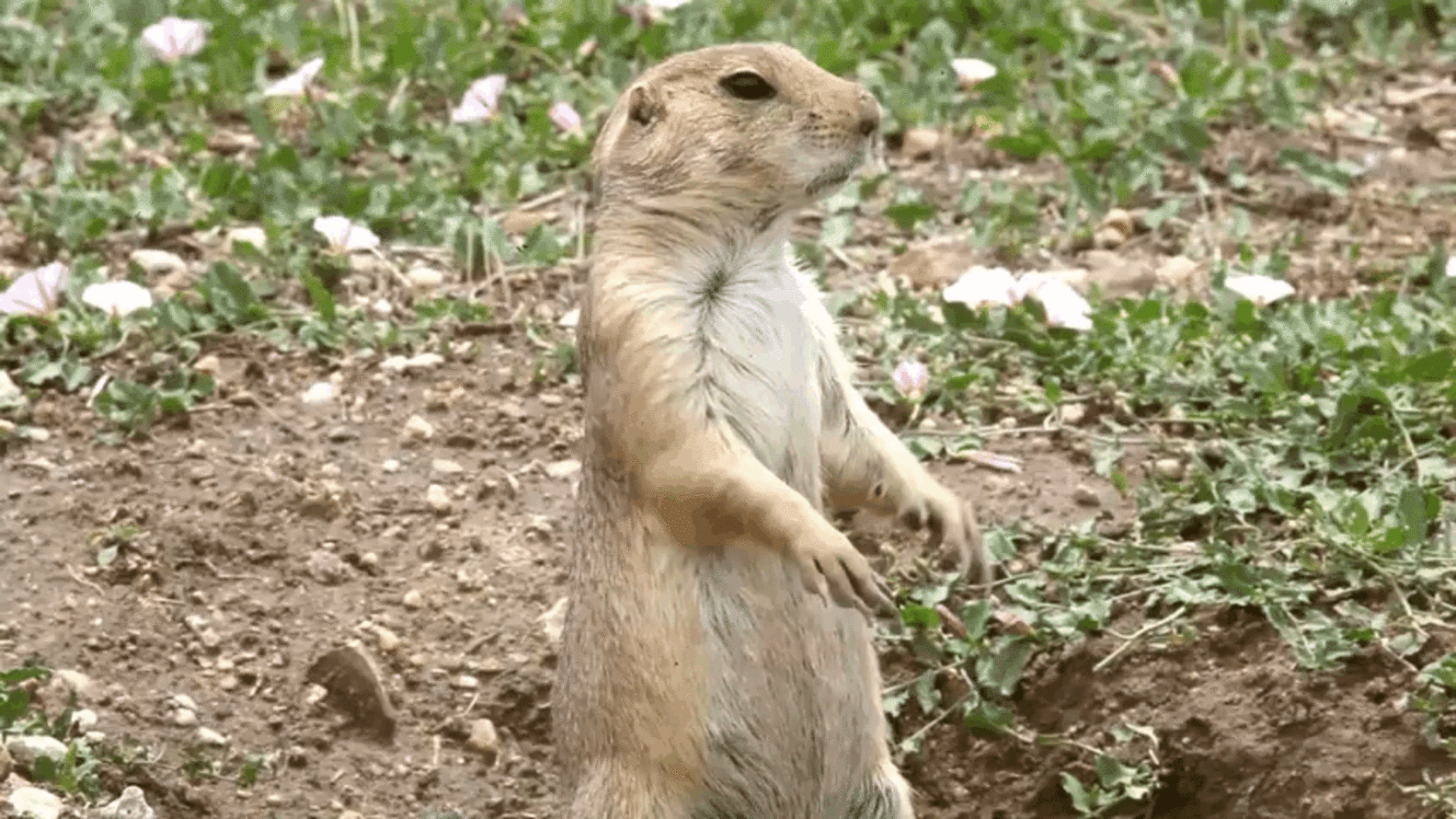 12 Prairie Dogs Talking To Their Friends By Screaming Into The Abyss ...