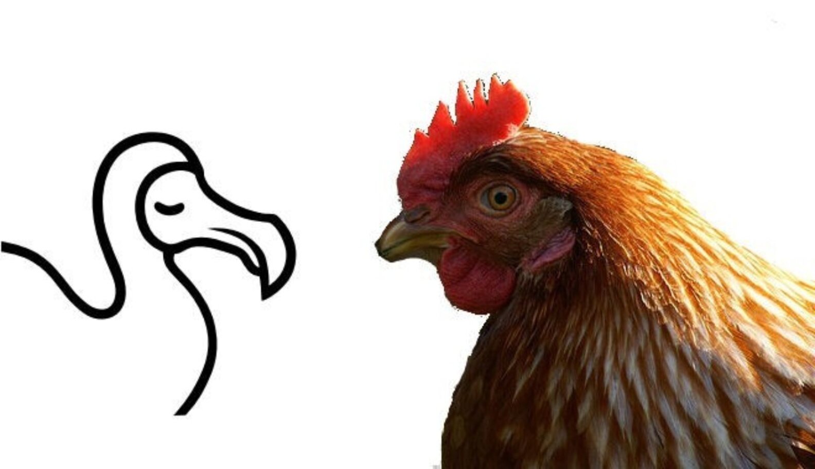 Chickens And Dodos -- Not As Different As You’d Think - The Dodo